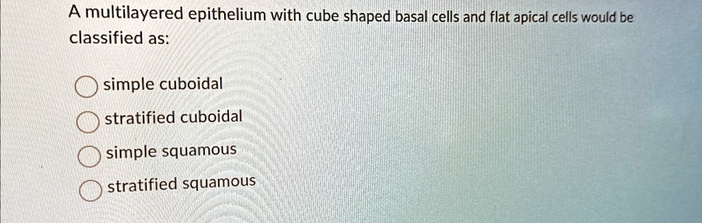 a multilayered epithelium with cube shaped basal cells and flat apical ...
