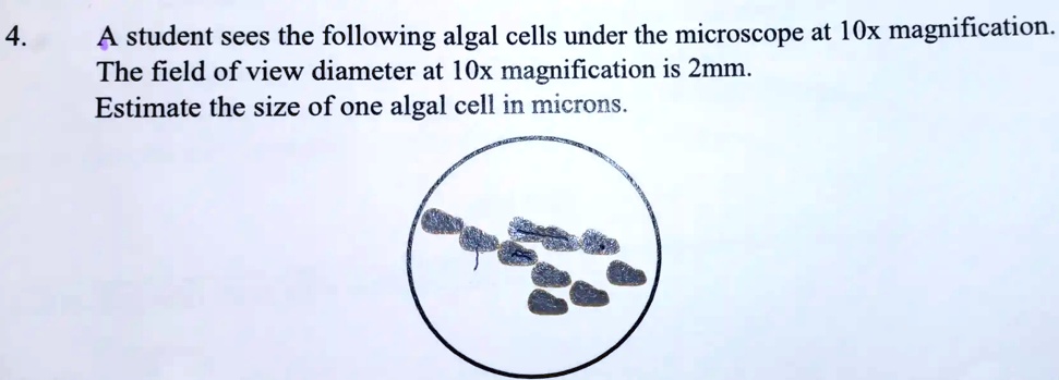 SOLVED: A student sees the following algal cells under the microscope ...