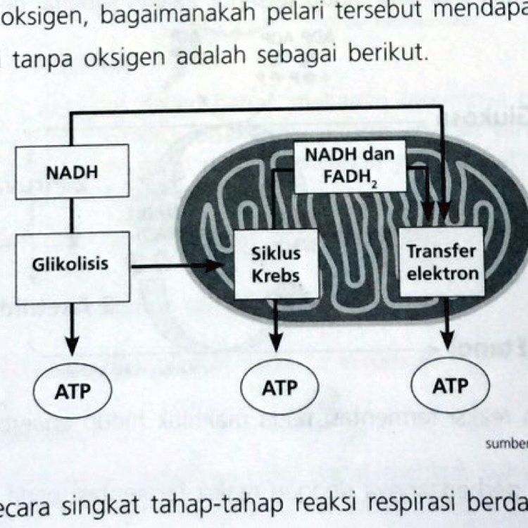 SOLVED: jelaskan secara singkat tahap-tahap reaksi respirasi berdasarkan gambar berikut oksigen ...