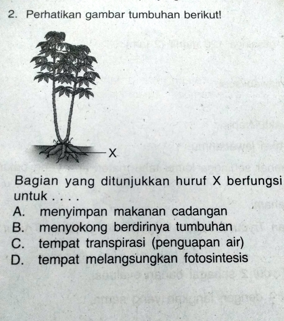 perhatikan gambar berikut bagian yang ditunjukan huruf x berfungsi ... perhatikan gambar berikut bagian yang ditunjukan huruf x berfungsi ...