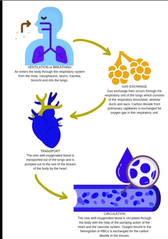 SOLVED: Label the cells, tissues, organs, and any other defining ...
