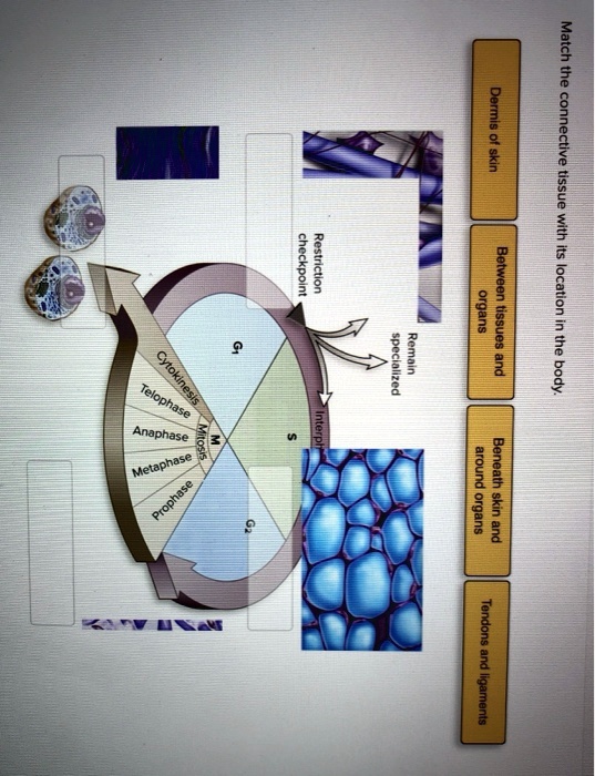 Match the connective tissue with its location in the...