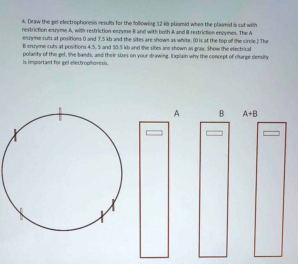 4. Draw the gel electrophoresis results for the following 12 kb plasmid ...