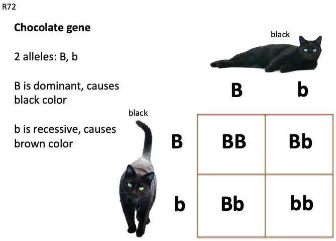 R72 Chocolate gene 2 alleles: B, b B is dominant, causes black color b ...