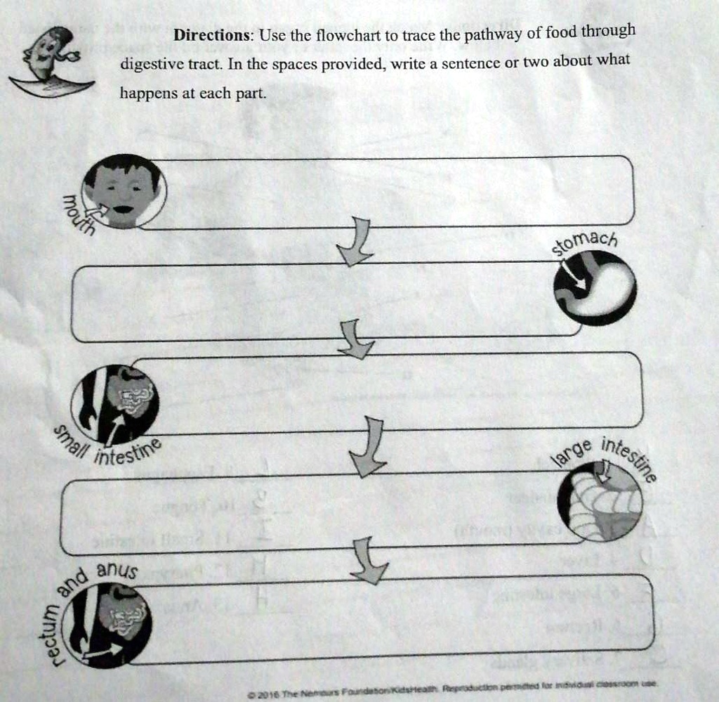 Directions: Use the flowchart to trace the pathway of food through digestive tract. In the ...