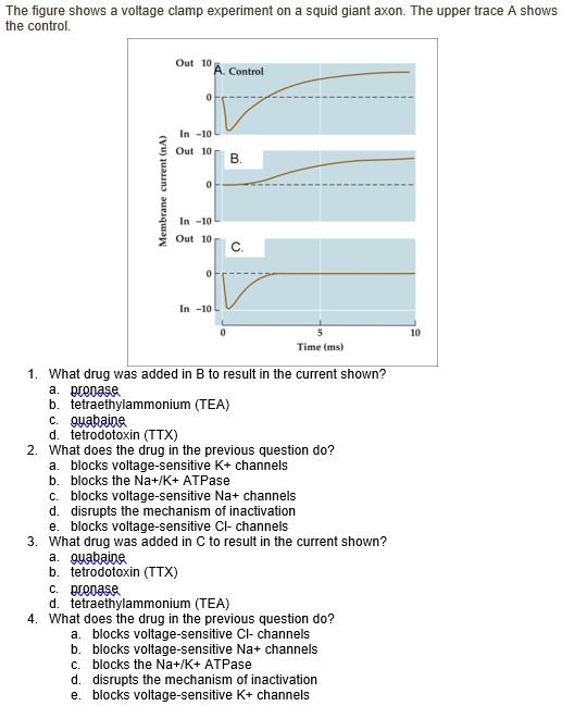 SOLVED: The figure shows voltage clamp experiment on squid giant axon ... SOLVED: The figure shows voltage clamp experiment on squid giant axon ...