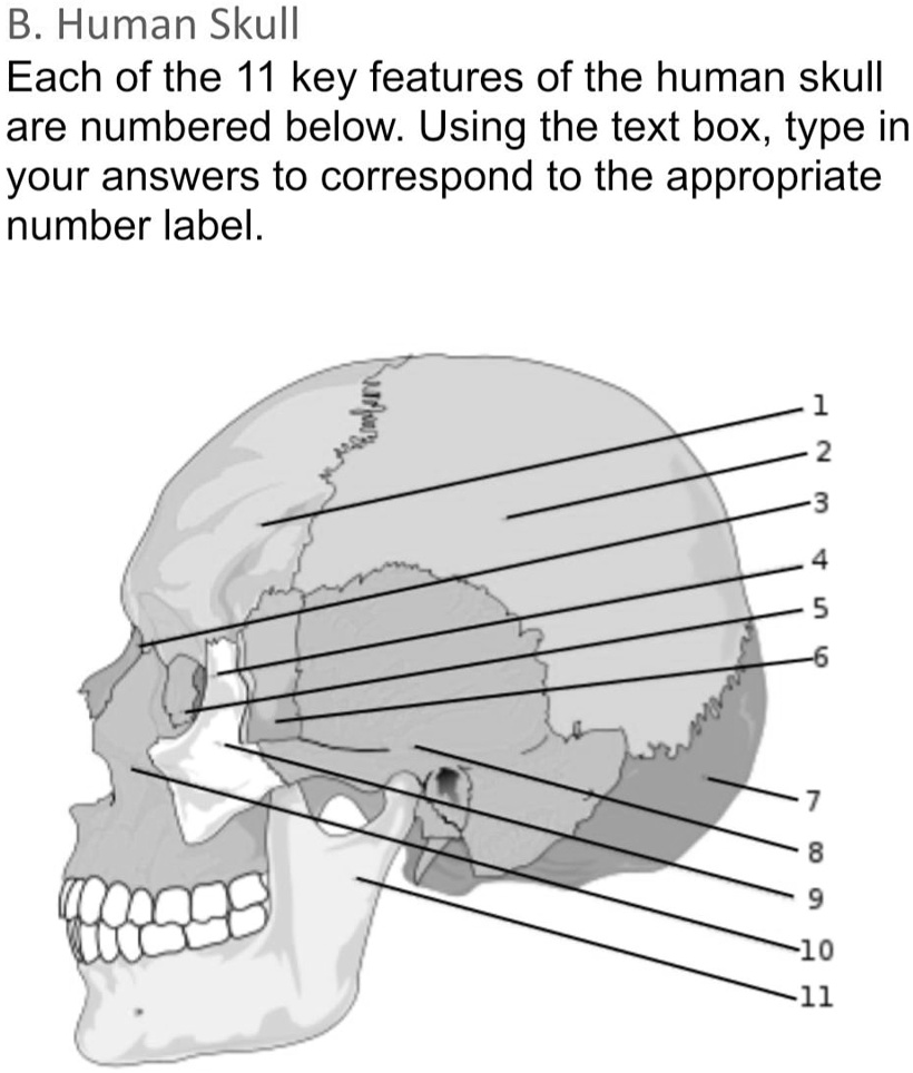 SOLVED: here are the possibilities 11 key features of the skull ... SOLVED: here are the possibilities 11 key features of the skull ...