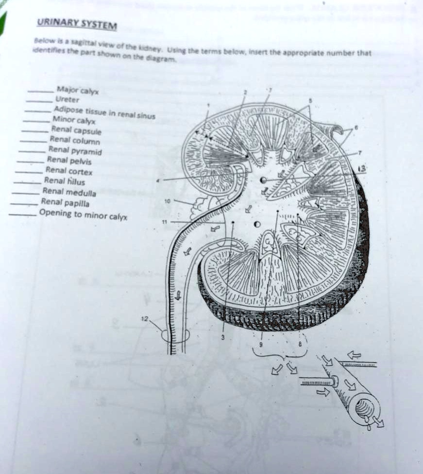 URINARY SYSTEM Below is a sagittal view of the kidney. Using the terms ...