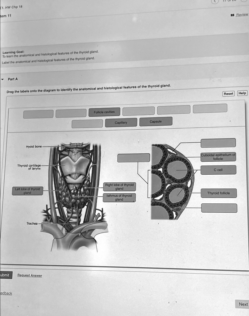 1. HW Chp 18 tem 11 Learning Goal: To learn the anatomical and ...