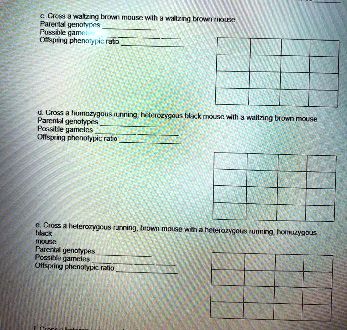 cross waltzing brown mouse with 3 wallzing browr mouse parental ...