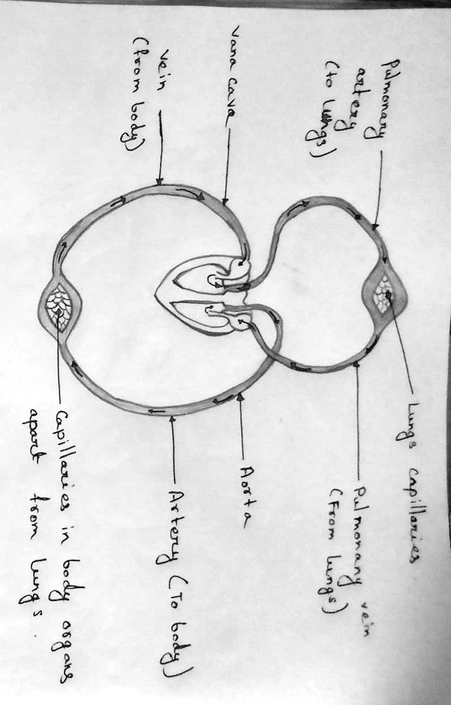 SOLVED: draw a label diagram of human schematic representation of ...