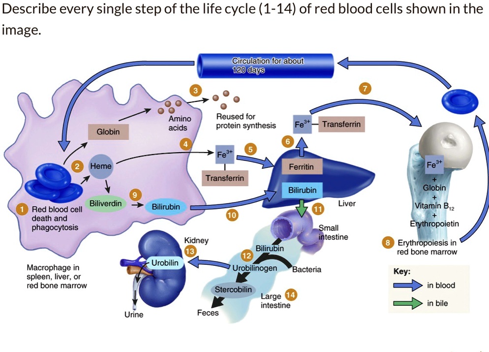 SOLVED: 'Describe every single step of the life cycle (1-14) of red ...