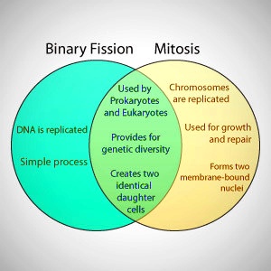 Binary Fission Mitosis Used by Prokaryotes Chromosomes are replicated ...