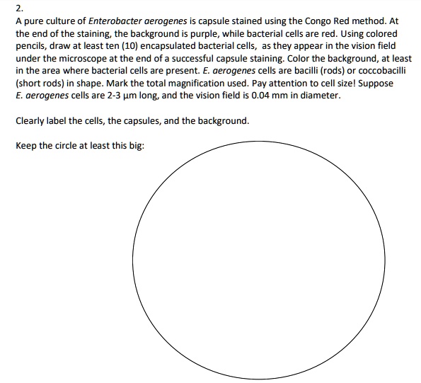 SOLVED: A pure culture of Enterobacter aerogenes is capsule stained ...