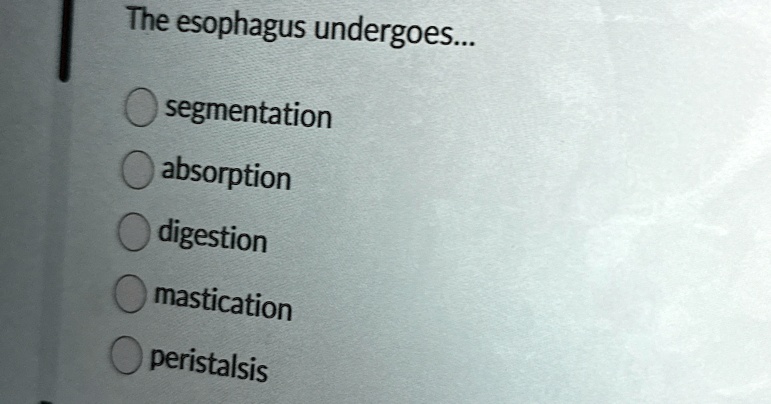 the esophagus undergoes segmentation absorption digestion mastication ...