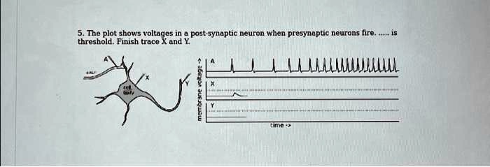 5. The plot shows voltages in a post-synaptic neuron when presynaptic ...