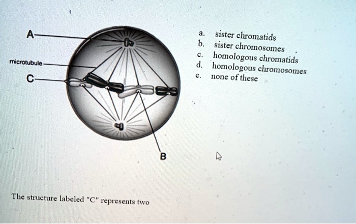 SOLVED: sister chromatids sister chromosomes homologous chromatids ... SOLVED: sister chromatids sister chromosomes homologous chromatids ...