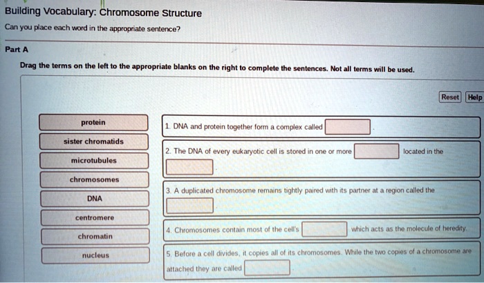 SOLVED: Text: Building Vocabulary: Chromosome Structure Can you place ...