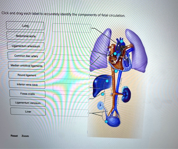 Click and drag each label to accurately identify the components of ...