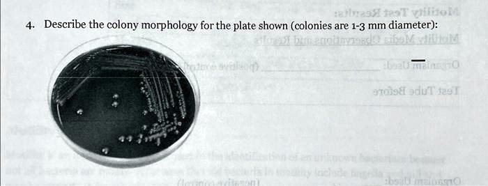 SOLVED: Describe the colony morphology for the plate shown (colonies ...