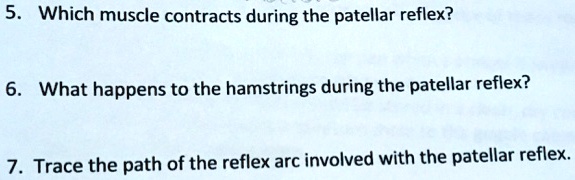 SOLVED: 5. Which muscle contracts during the patellar reflex? 6. What ...