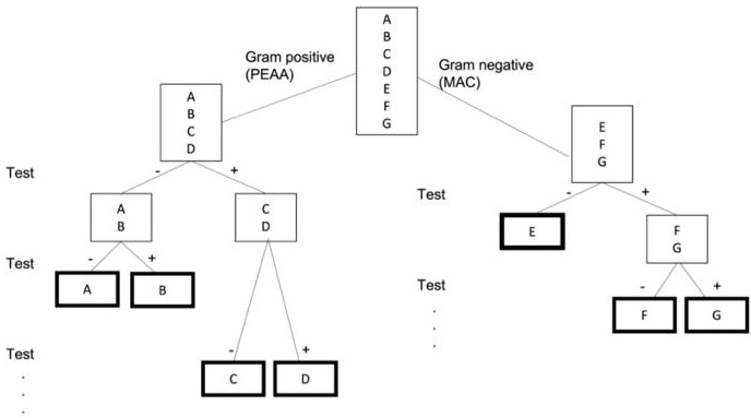 SOLVED: Create a dichotomous key for 7 possible organisms, and the ...
