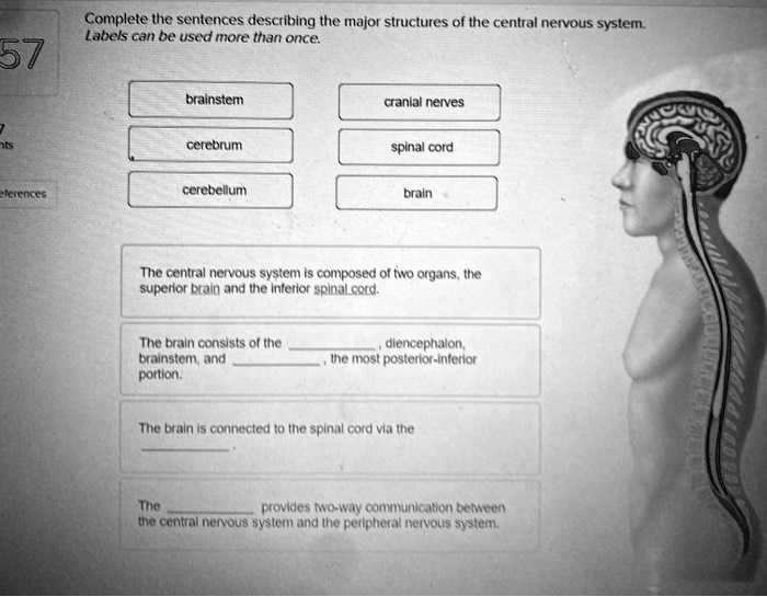 SOLVED: The central nervous system is composed of two organs, the brain and the spinal cord. The ...