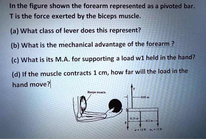 in the figure shown the forearm represented as a pivoted bar t is the ...