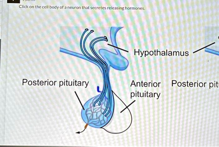 Click on the cell body of a neuron that secretes releasing hormones ...