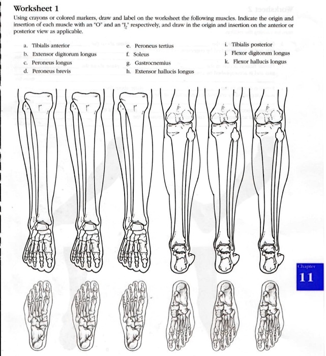 SOLVED: Worksheet 1: Muscles and Their Origins and Insertions Using ...