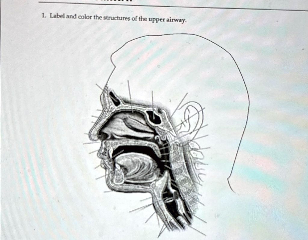 label and color the structures of the upper airway l label and color ...