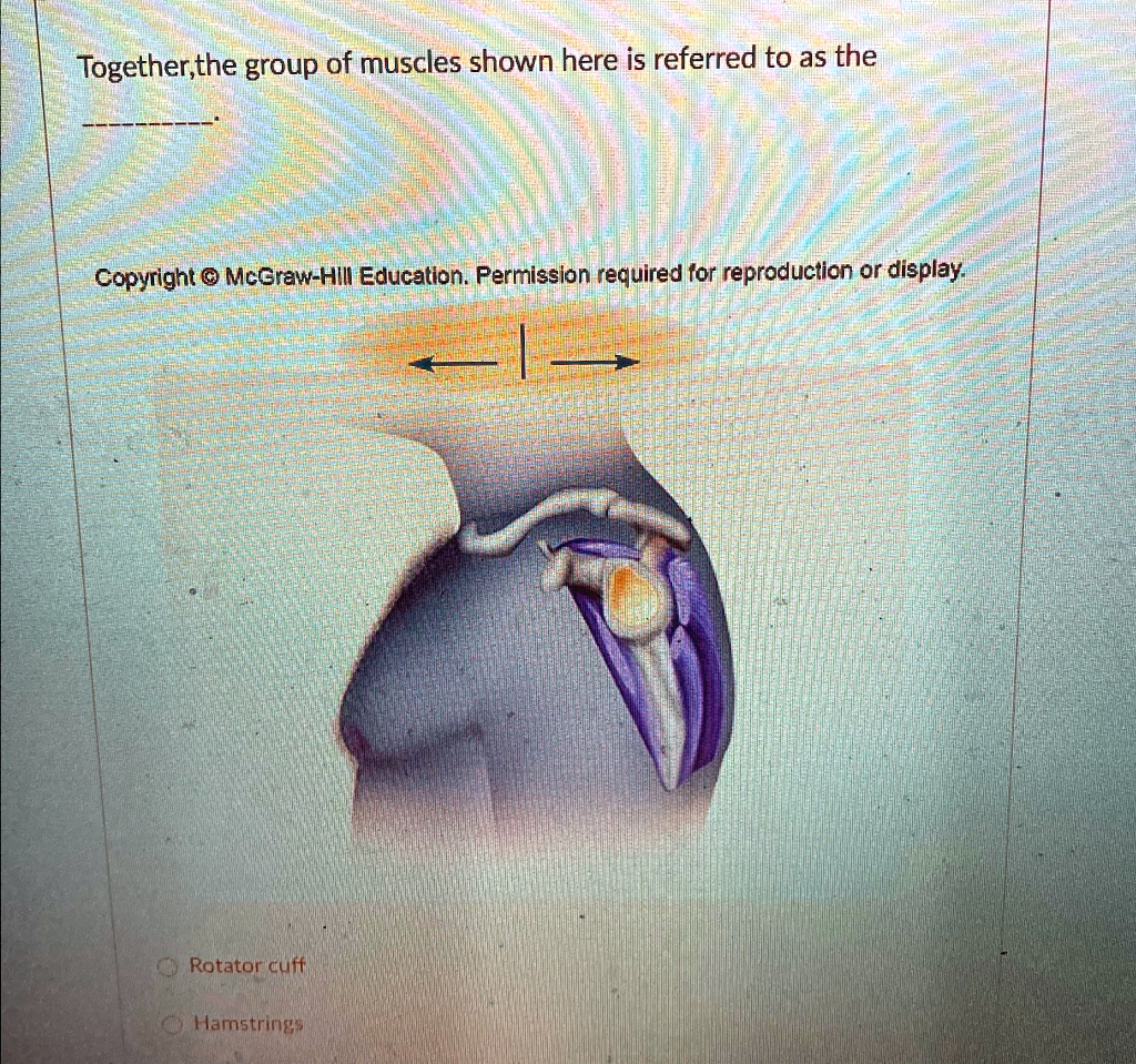 Together, the group of muscles shown here is referred to as the ...