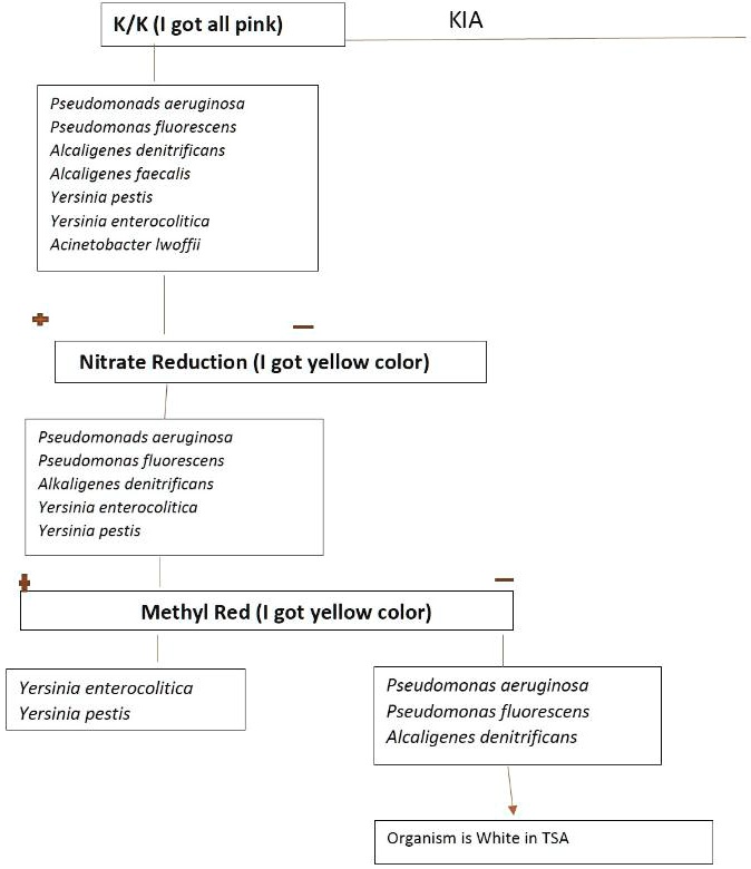 SOLVED:K/K (I got all pink) KIA Pseudomonads aeruginosa Pseudomonas ...