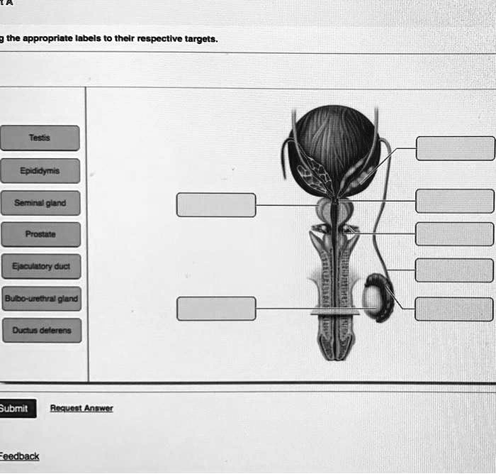 SOLVED: The appropriate labels to their respective targets. Testis ...