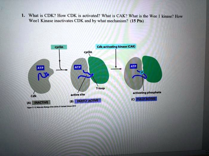 SOLVED: What is CDK? How is CDK activated? What is CAK? What is the Wee ...