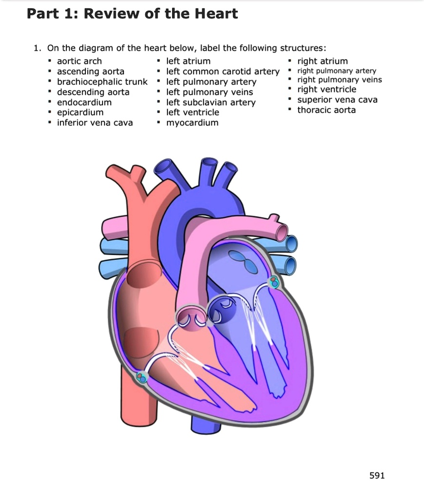 Part 1: Review of the Heart On the diagram of the heart below, label ...