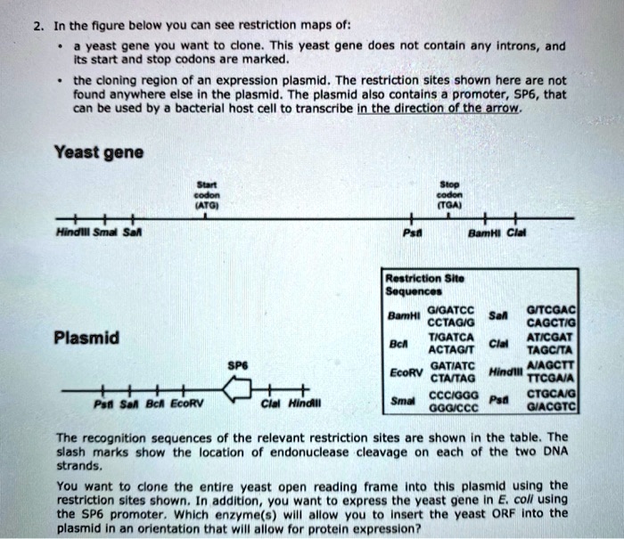 in the filgure below you can see restriction maps of yeast gene you ...