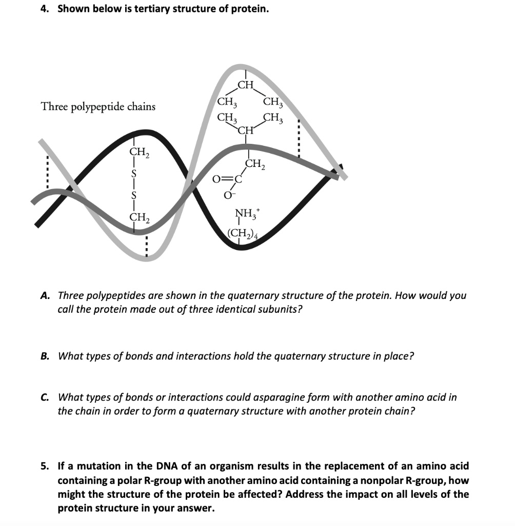 SOLVED: Shown below is tertiary structure of protein: CH Three polypeptide chains CH; CH; CH; CH ...