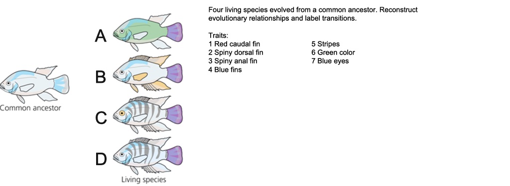 SOLVED: Four living species evolved from common ancestor. Reconstruct evolutionary relationships ...