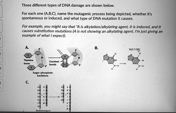 SOLVED: Three different types of DNA damage are shown below: For each ...