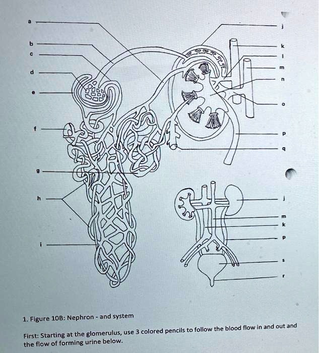 Structure Of Nephron Cl 10 Easy Drawings - Infoupdate.org