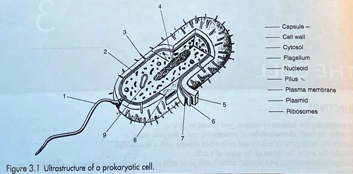 SOLVED: Labeling the parts of a prokaryotic cell Capsule Cell wall ...