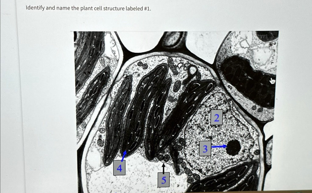 Identify and name the plant cell structure labeled #1. Identify and ...