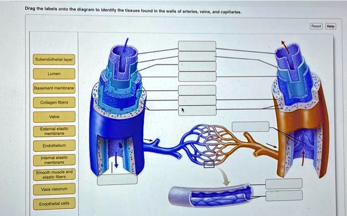 [GET ANSWER] Drag the labels onto the diagram to identify the tissues found in the walls of ...