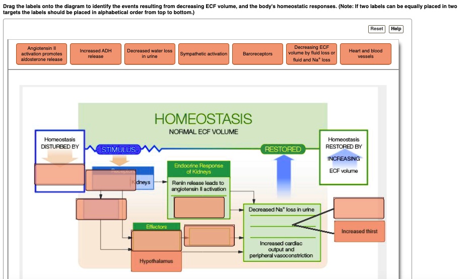 Drag the labels onto the diagram to identify the events resulting from ...