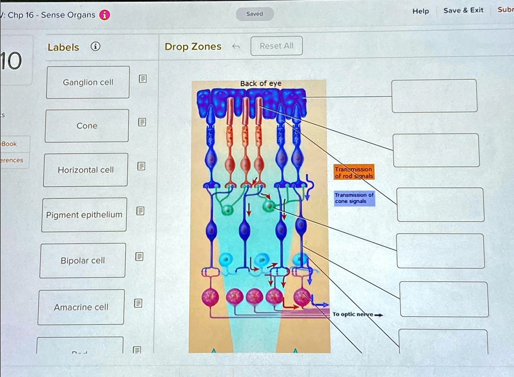 Labeling the histology of the retina Chp16-Sense Organs Saved Help Save Exit Subr Labels ? Drop ...