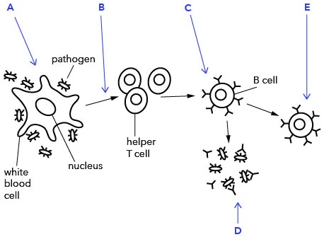 SOLVED: pathogen 8 B cell helper Tcell # nucleus white blood cell Tia 8 0