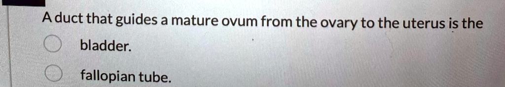 A duct that guides a mature ovum from the ovary to the uterus is the ...
