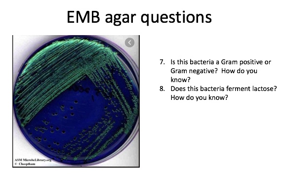 emb agar questions 7 is this bacteria a gram positive or gram negative ...