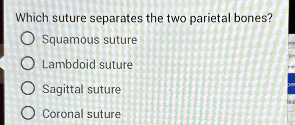 which suture separates the two parietal bones squamous suture lambdoid ...